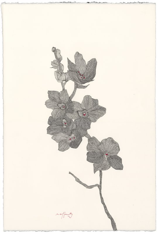 CALANTHE 1 - Fiona Rafferty