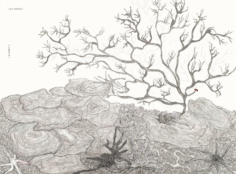 THE CORAL BATTLEGROUND - Fiona Rafferty