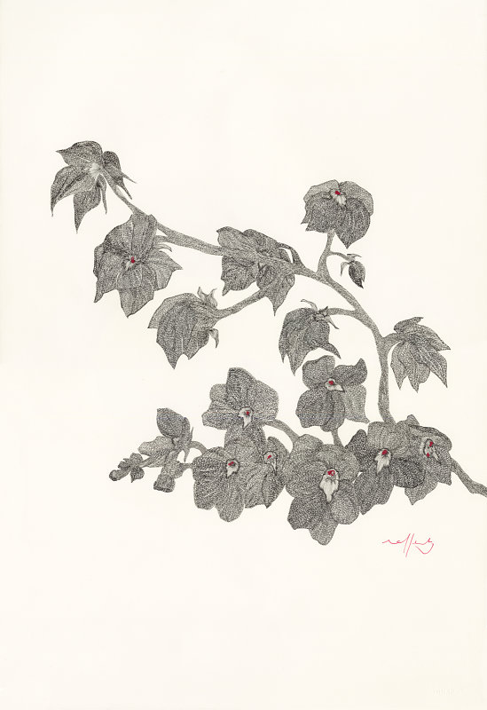 CALANTHE 2 - Fiona Rafferty